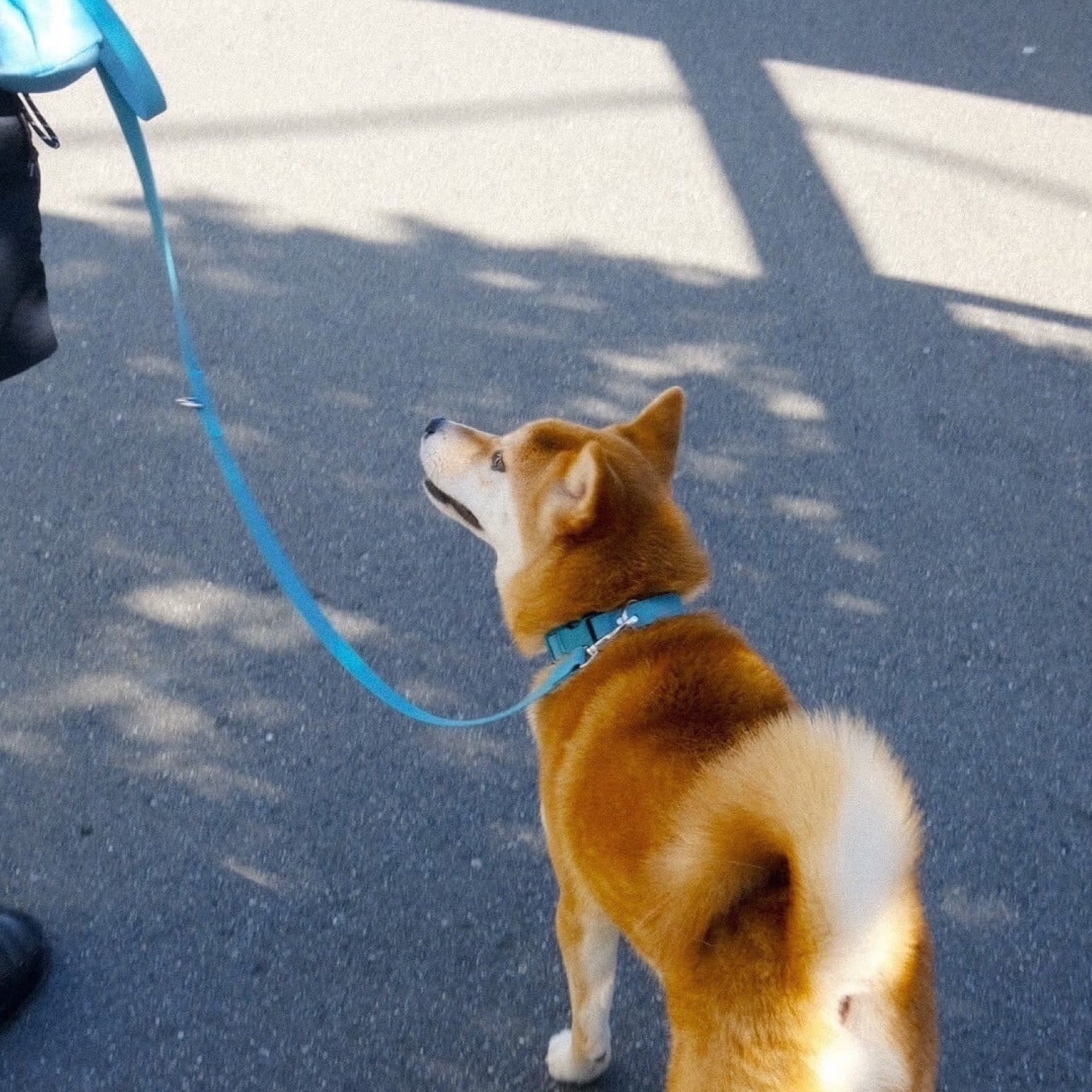 Dog Leash / Ouida – HATCH